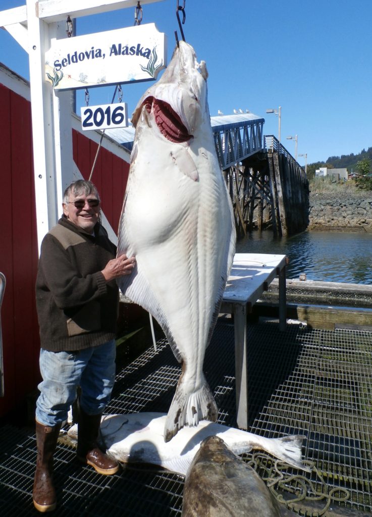 Seldovia man hauls in monster halibut | Homer News