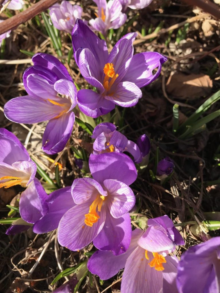 Finally — it smells like spring | Homer News