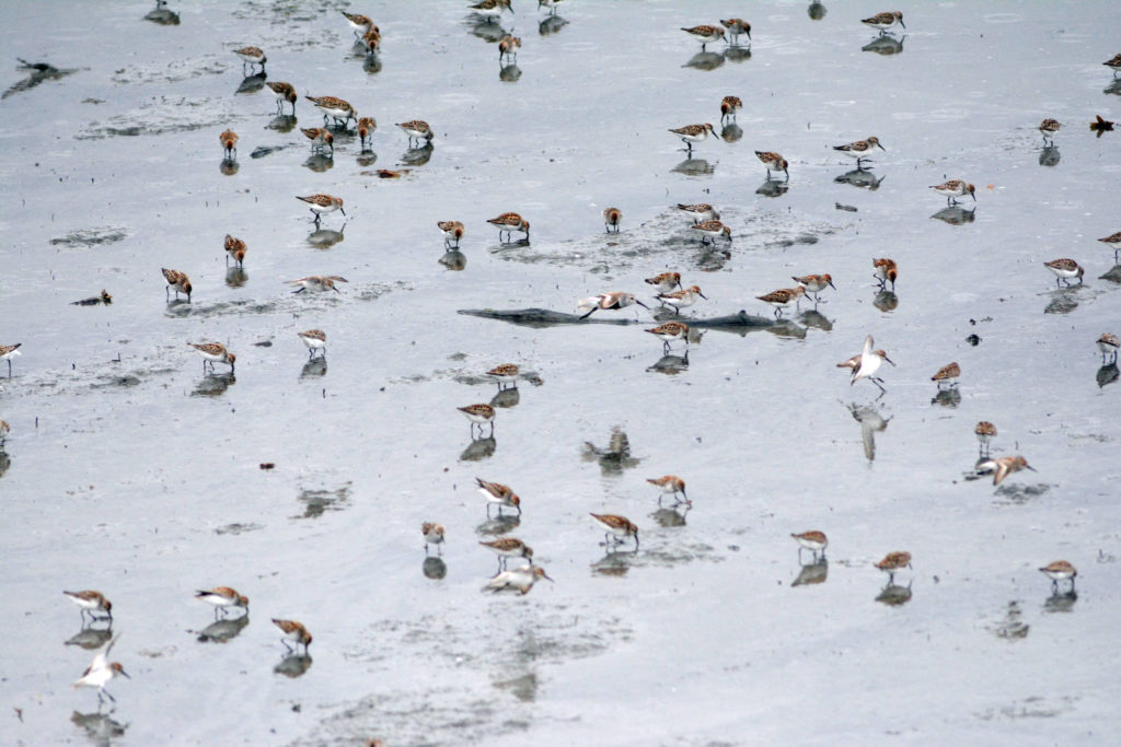 Bird migration patterns come into play during annual shorebird festival ...