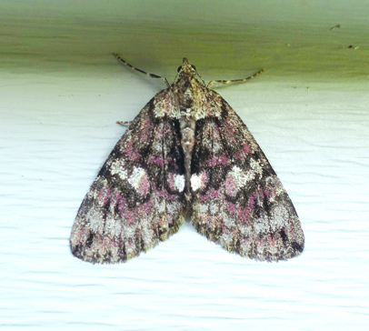 National Moth Week: check out local microfauna | Homer News
