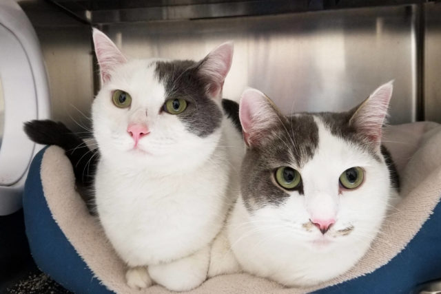Pets of the Week: Cling and Clang | Homer News