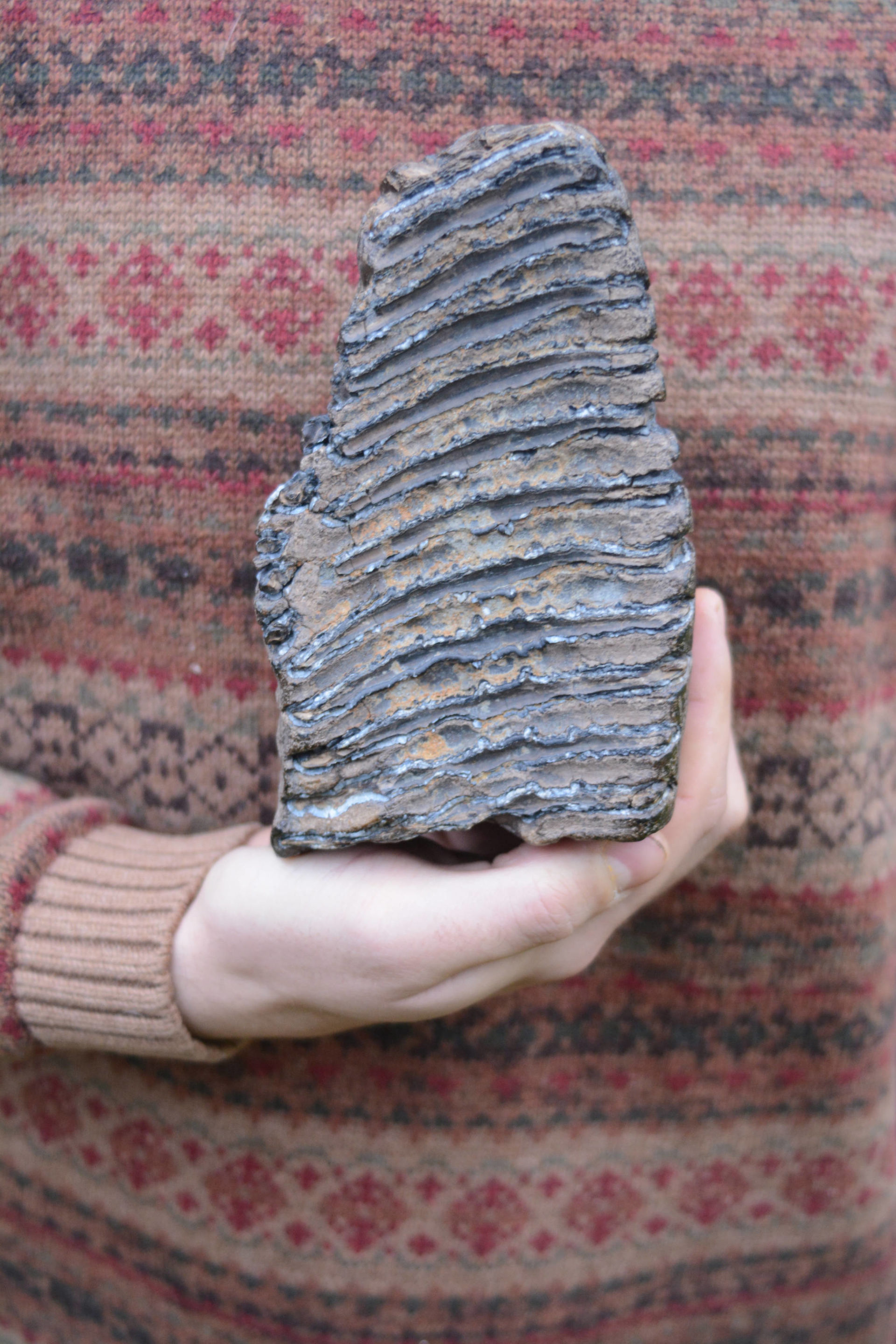 Three new finds add to ancient Homer bone collection; citizen science ...