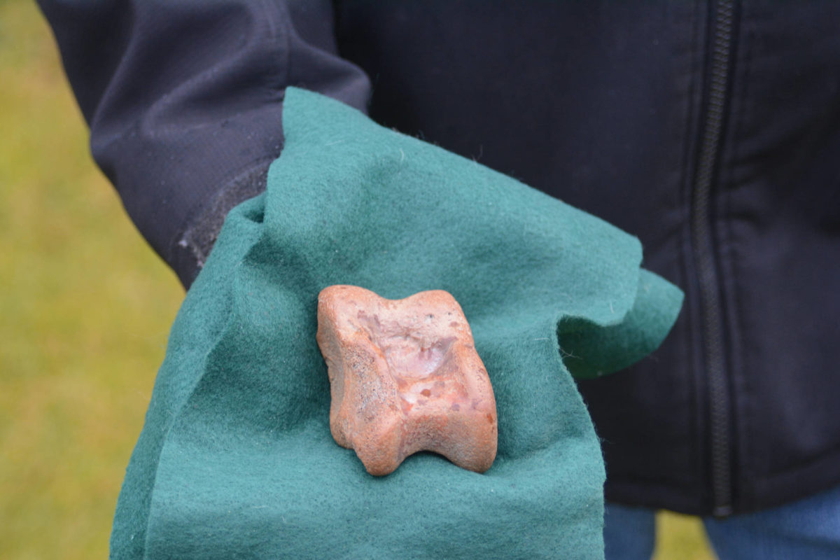 Three new finds add to ancient Homer bone collection; citizen science ...