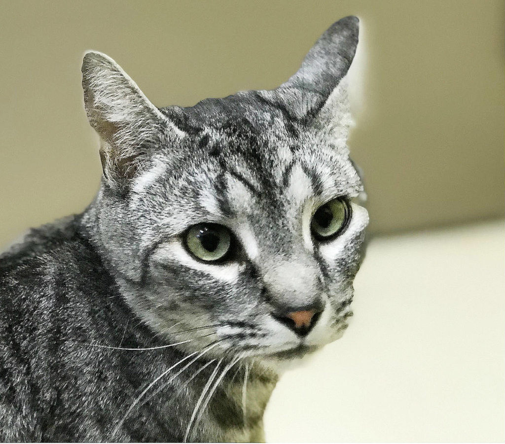 Pet of the Week: Tevye | Homer News