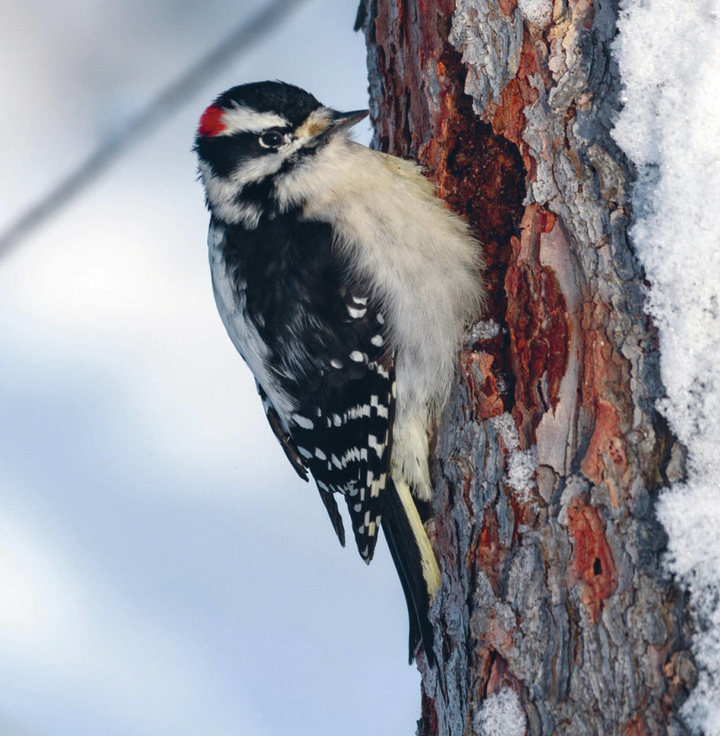 Refuge Notebook: The smallest woodpecker | Homer News
