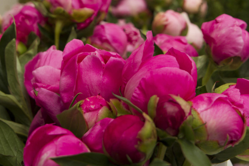 3rd annual Peony Celebration starts | Homer News