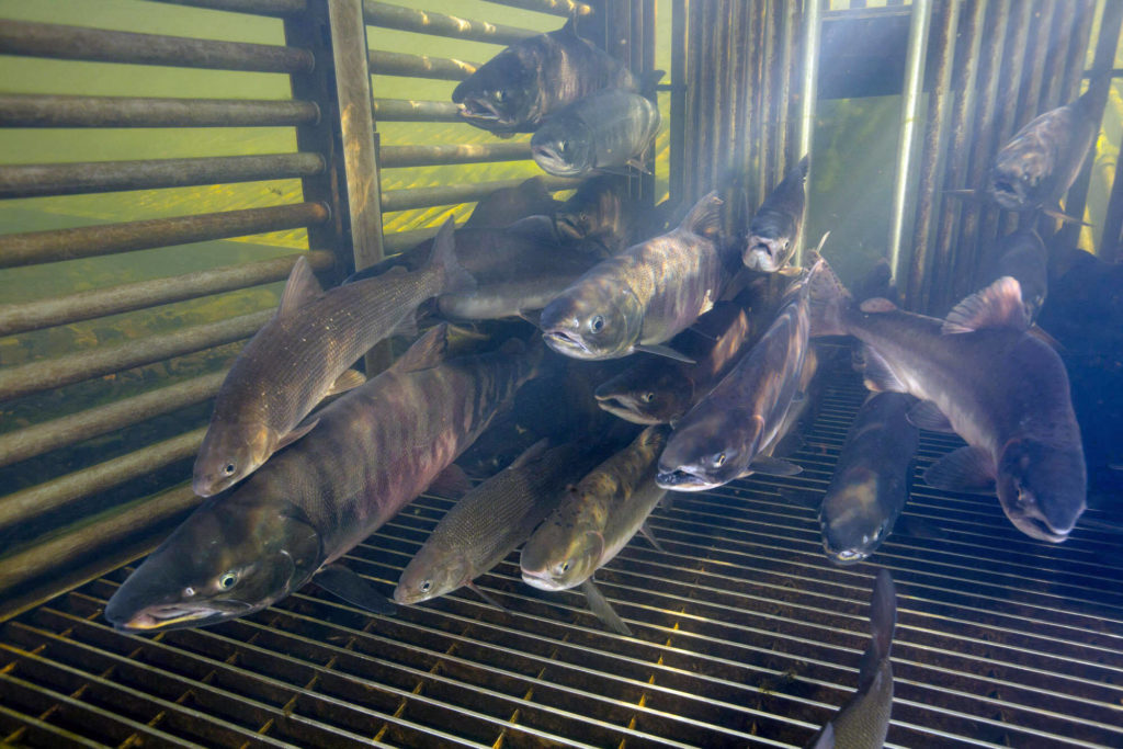 Refuge Notebook: Anatomy of a fish weir — Keeping a finger on the pulse ...