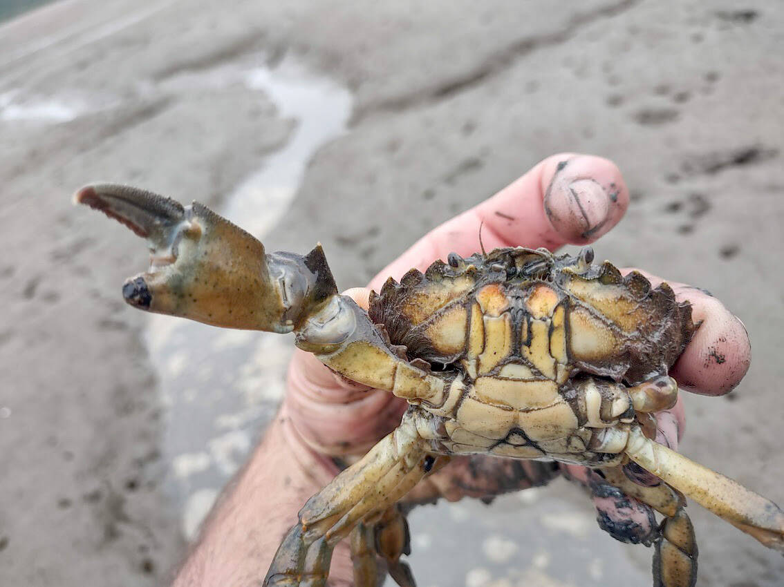 Crabby about invasive green crabs | Homer News