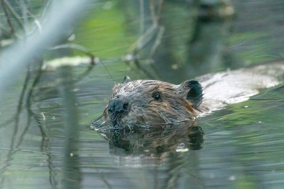Refuge Notebook: More research needed to determine beavers’ impact on ...