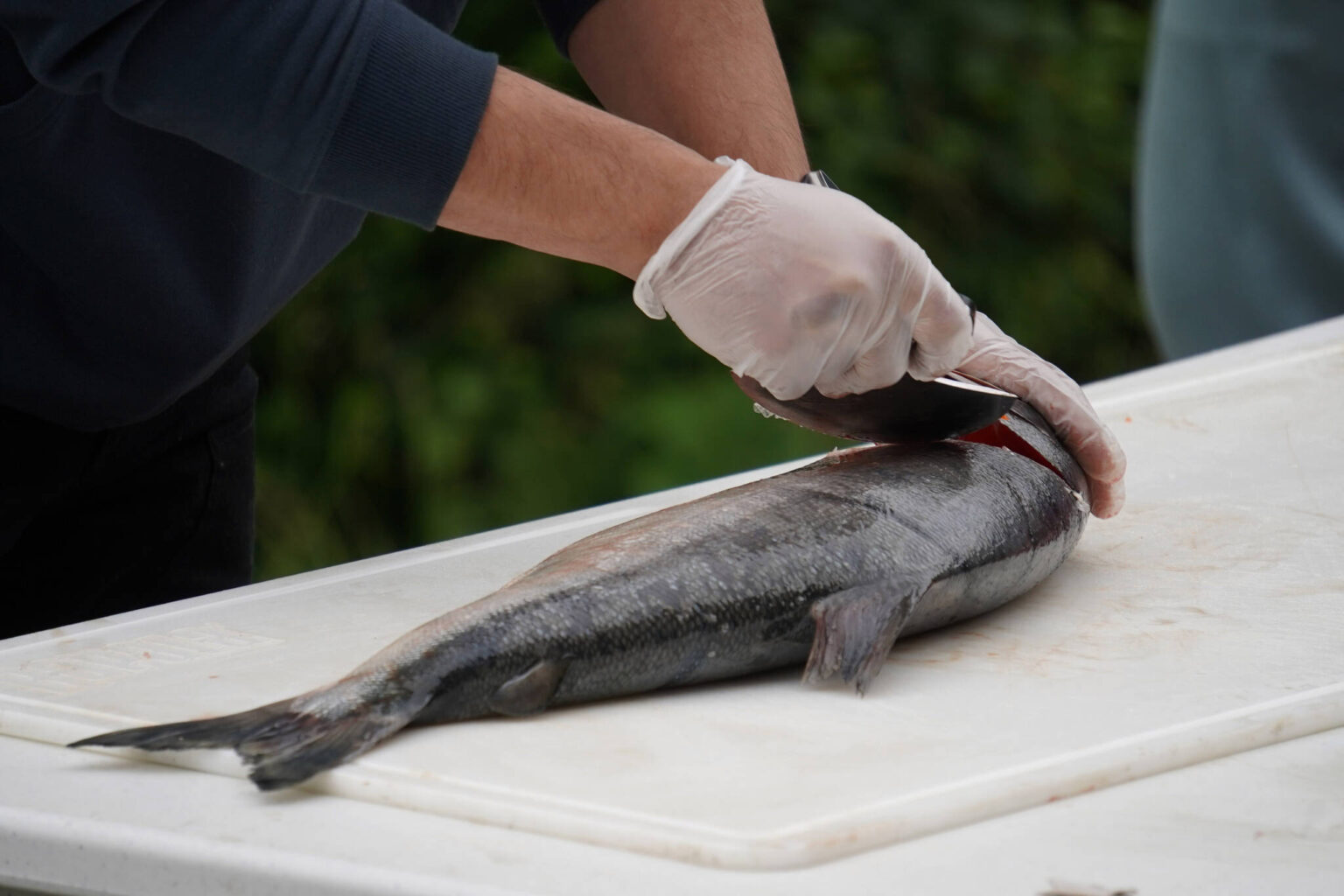 To fillet a fish | Homer News