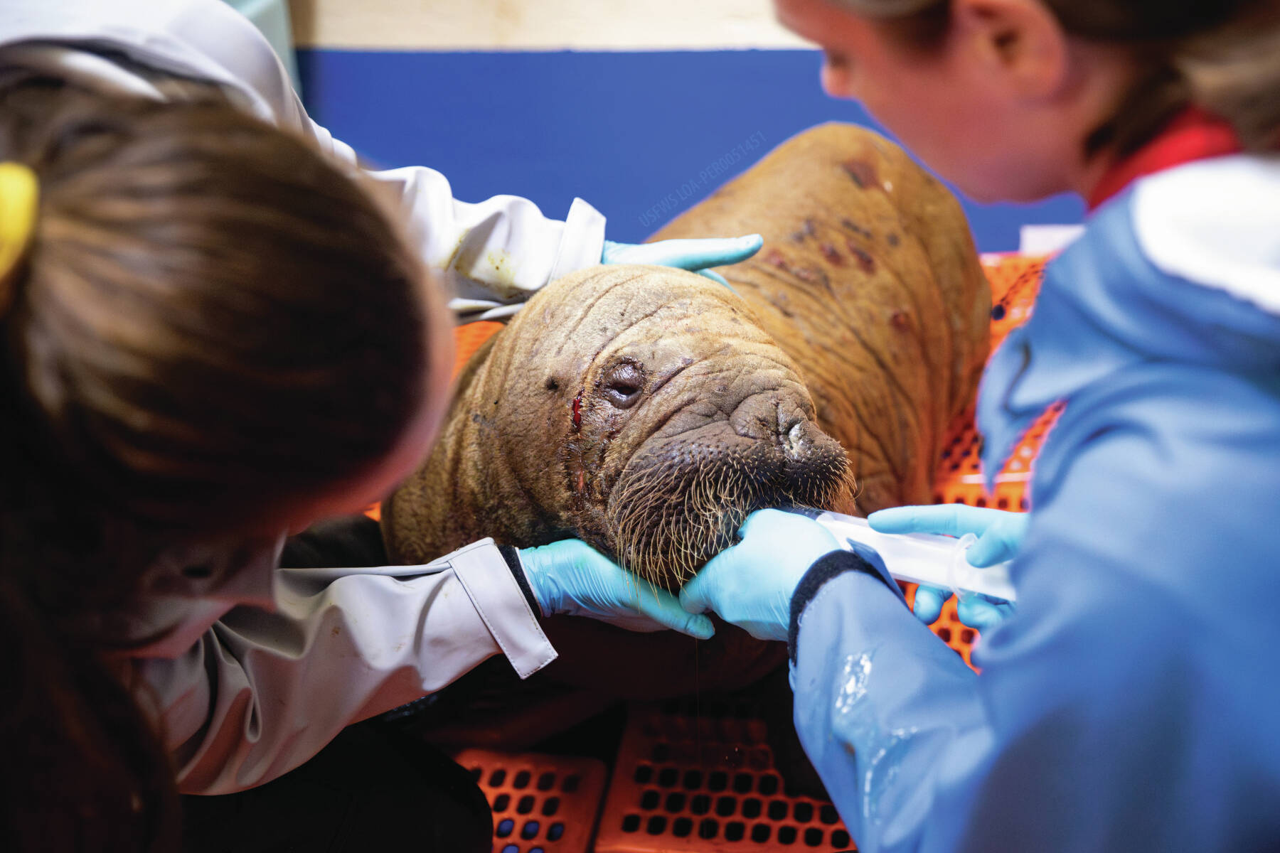Female Pacific walrus calf admitted to Alaska SeaLife Center | Homer News