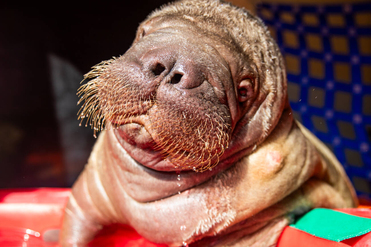 Pacific walrus calf rehomed to SeaWorld Orlando | Homer News