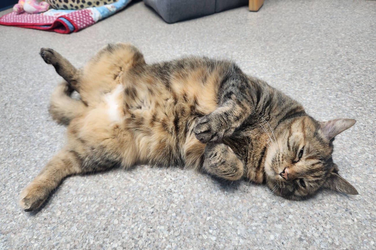 Pet of the Week: Lucy Kitten | Homer News