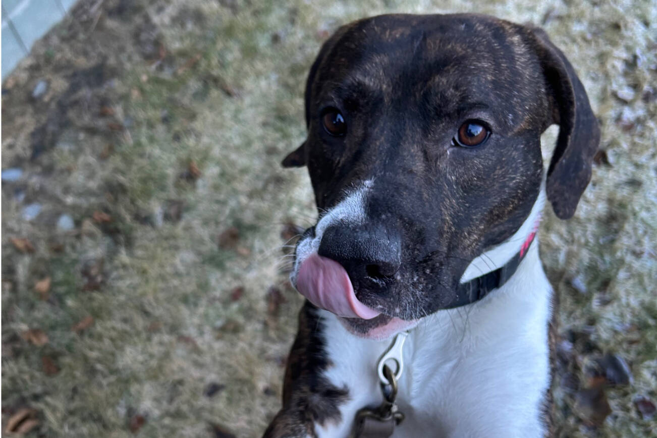 Pet of the Week: Gilbert | Homer News