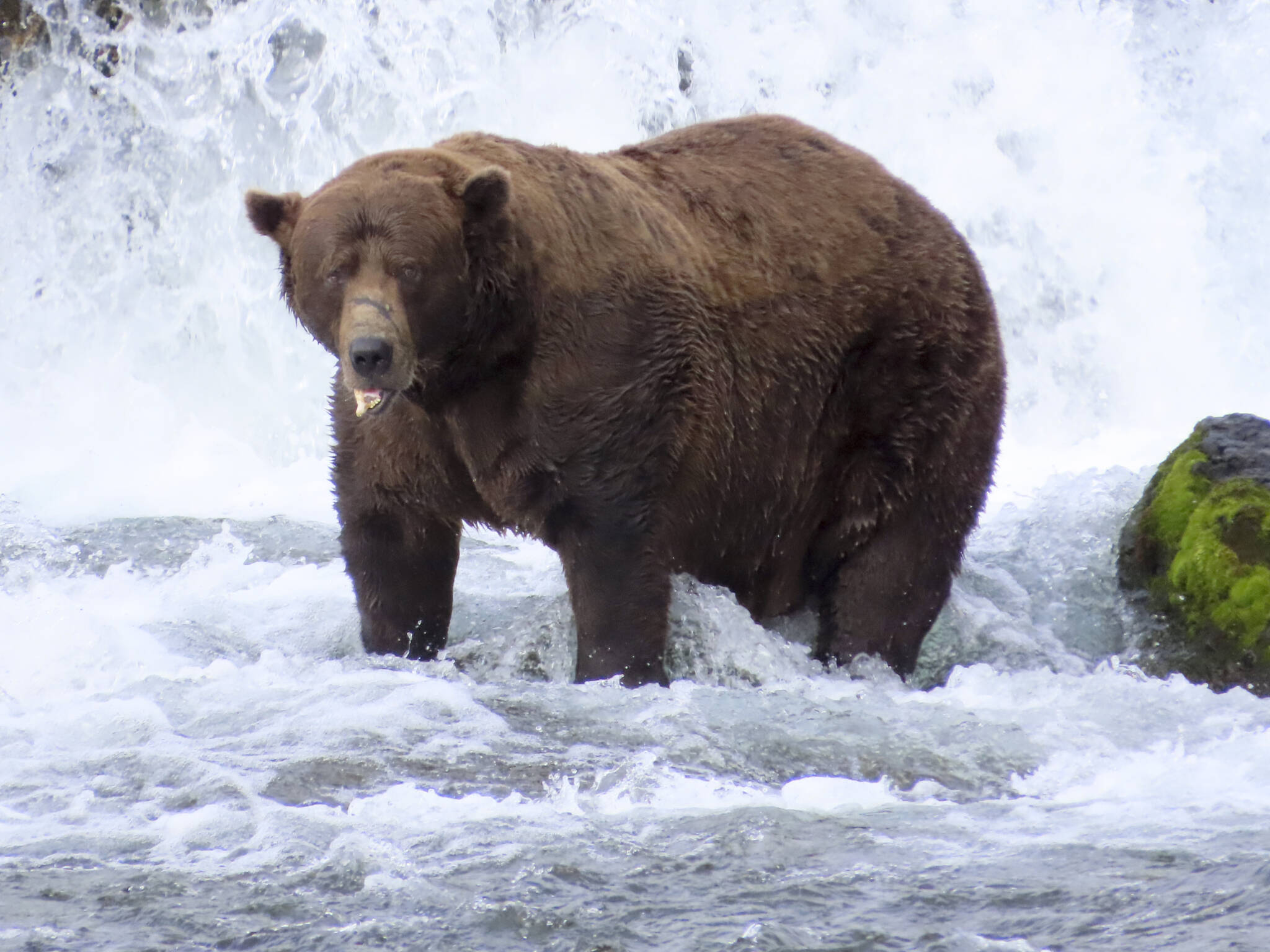 Meet this year’s Fat Bear contest winner | Homer News