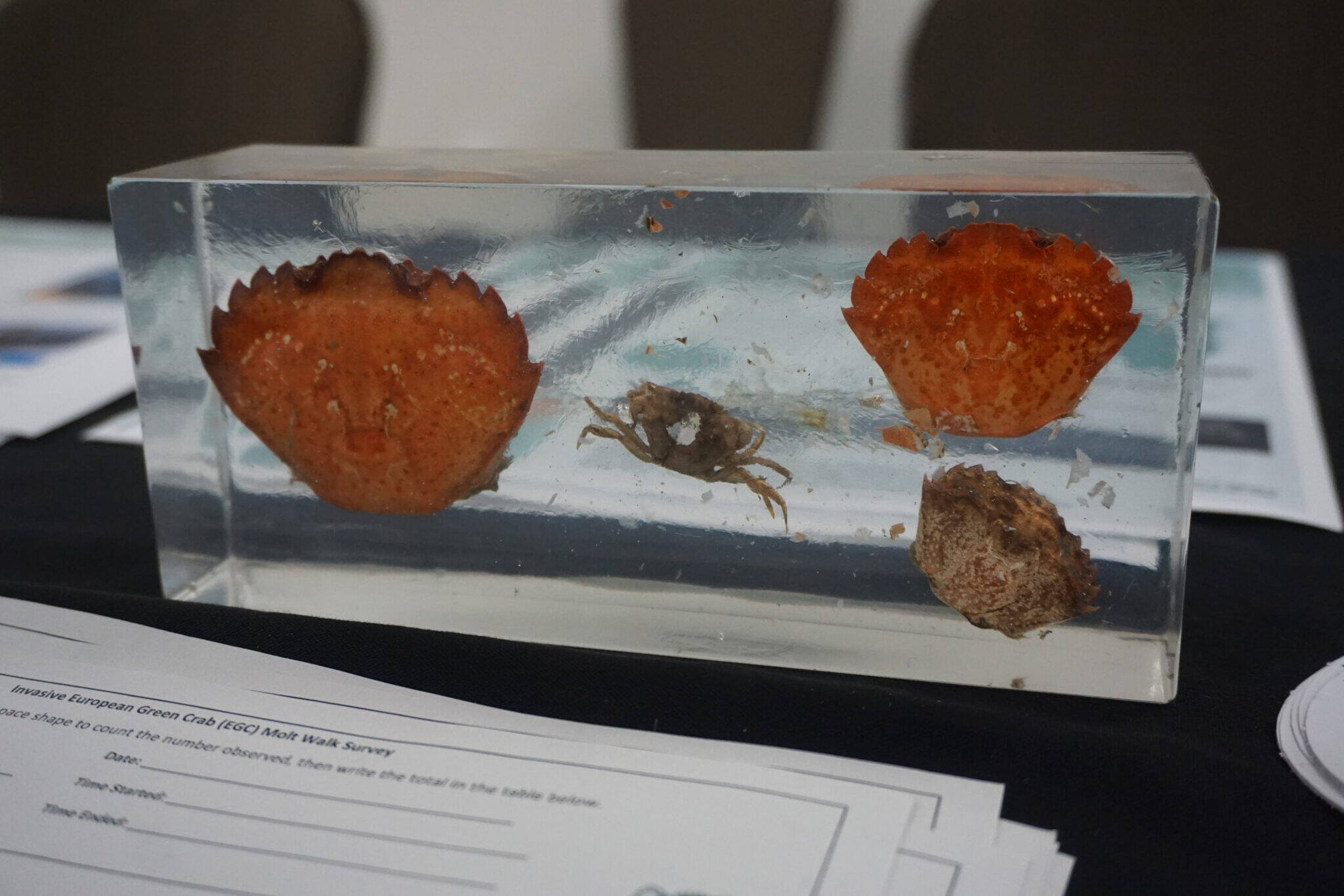 ‘Explosion’ of invasive European green crabs reported in Southeast ...