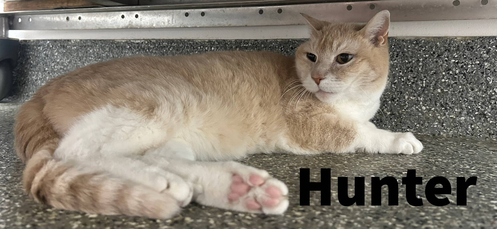 Pets of the Week: Hunter and Wobbles | Homer News